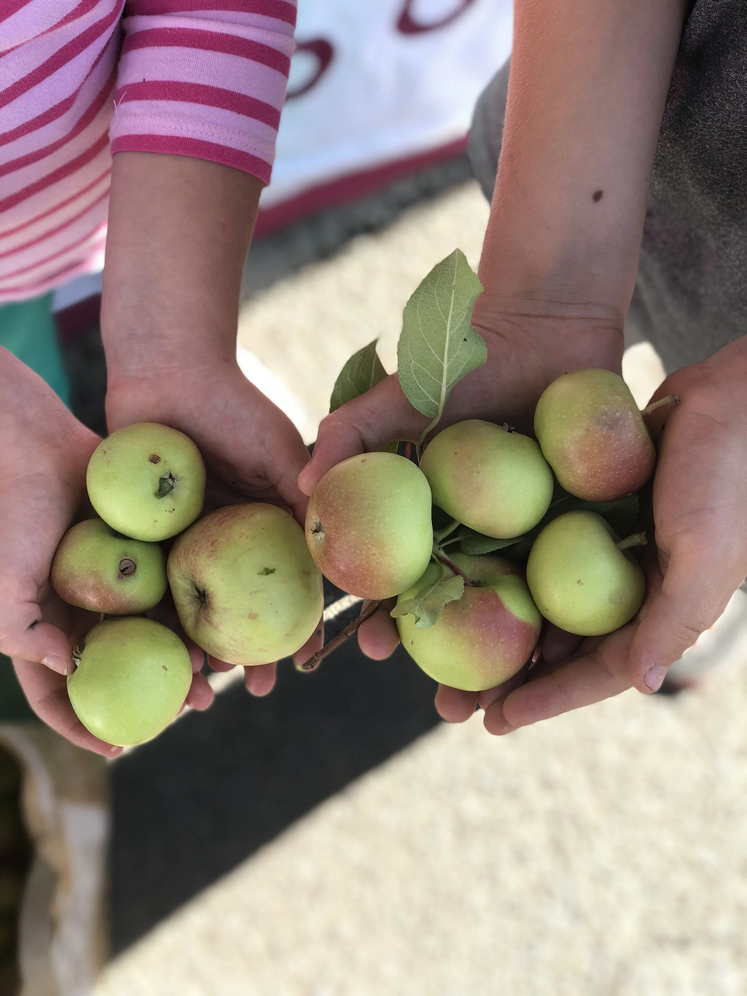 Flagstaff Foodlink | Local Food Links | Flagstaff, Arizona — Flagstaff ...