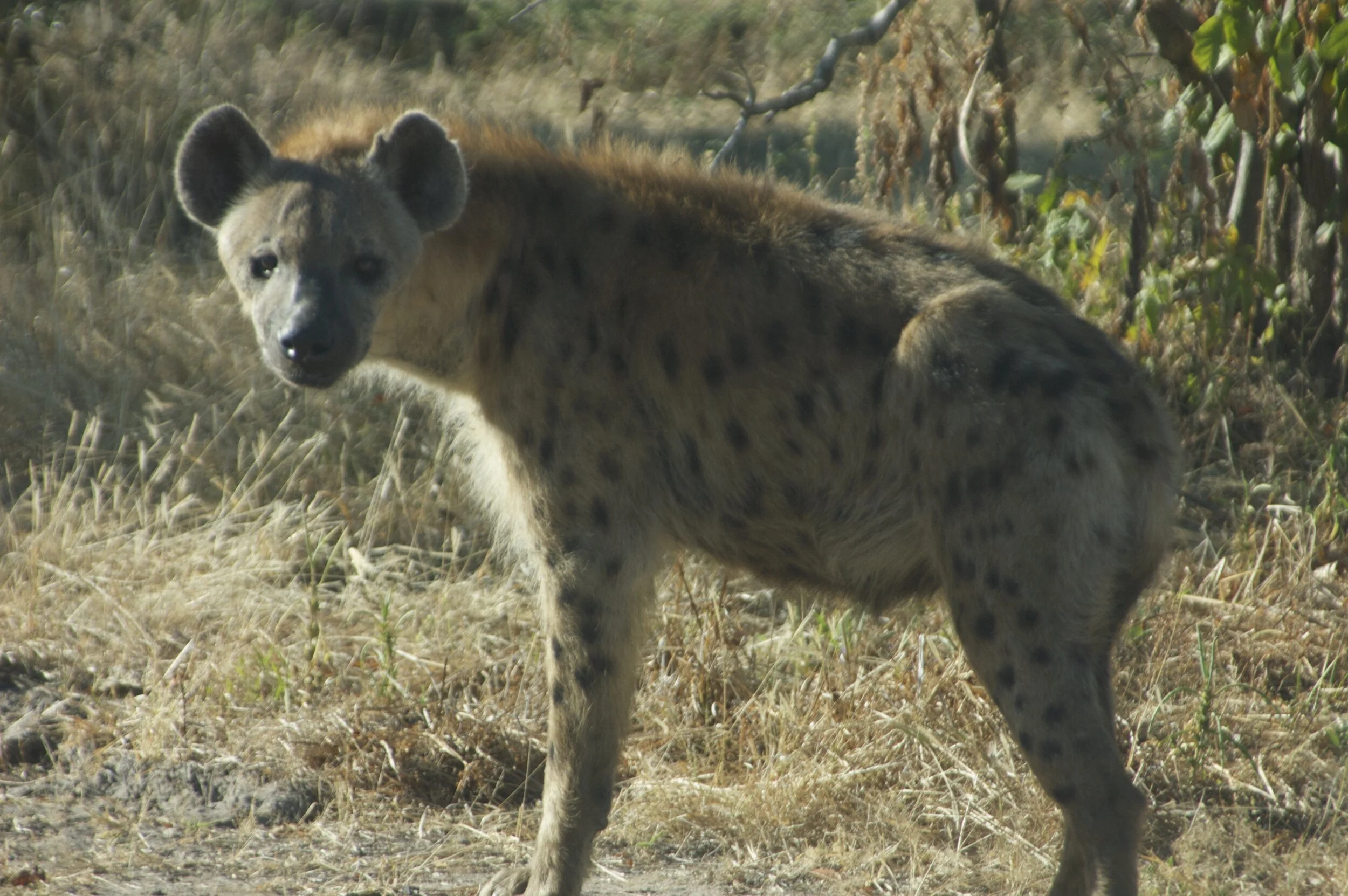 The Spotted Hyena — Nsefu Wildlife Conservation Foundation