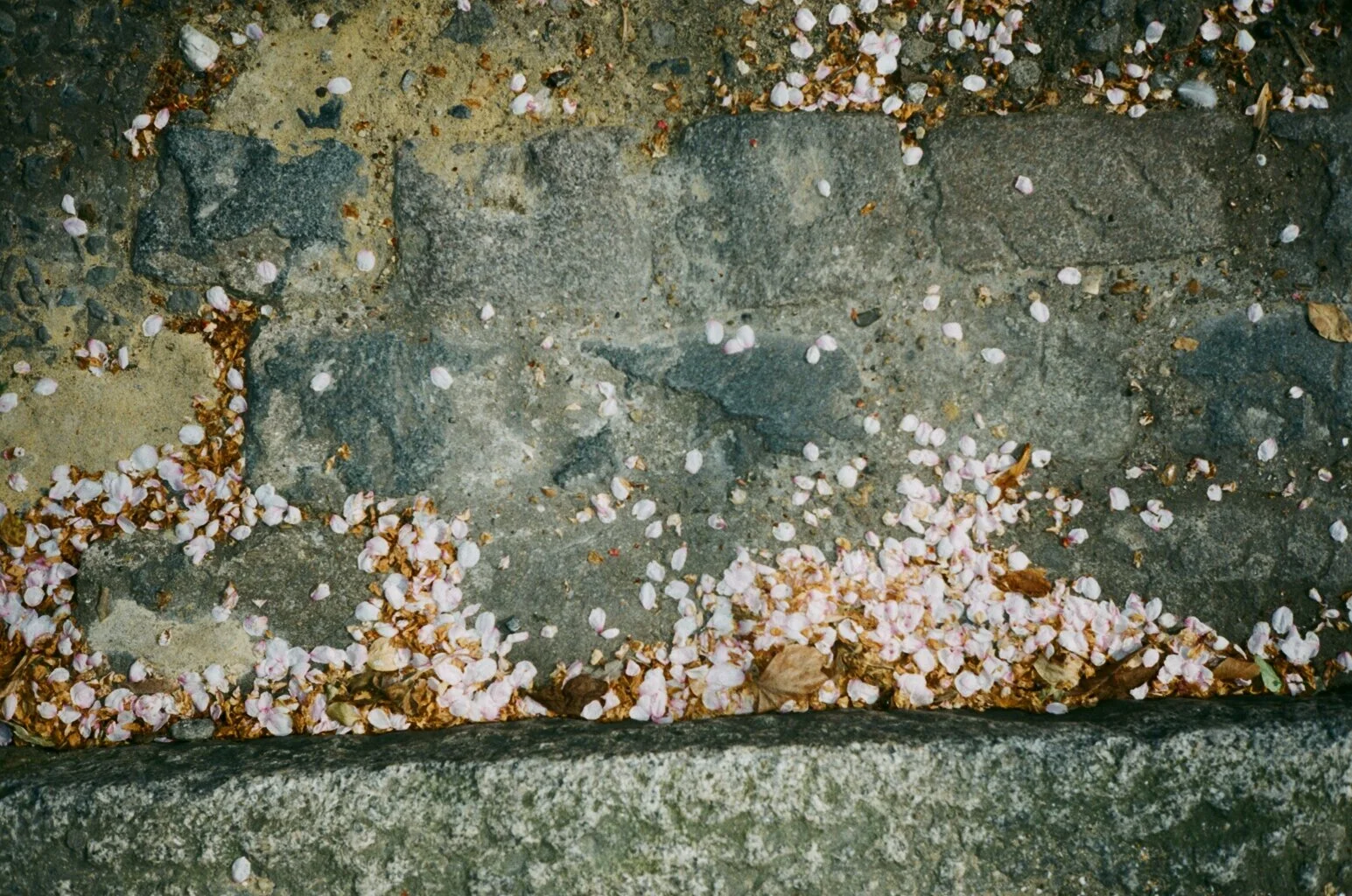 This is England // SPRING ON GLYN ROAD (I HAD A CHERRY TREE OUTSIDE MY ...