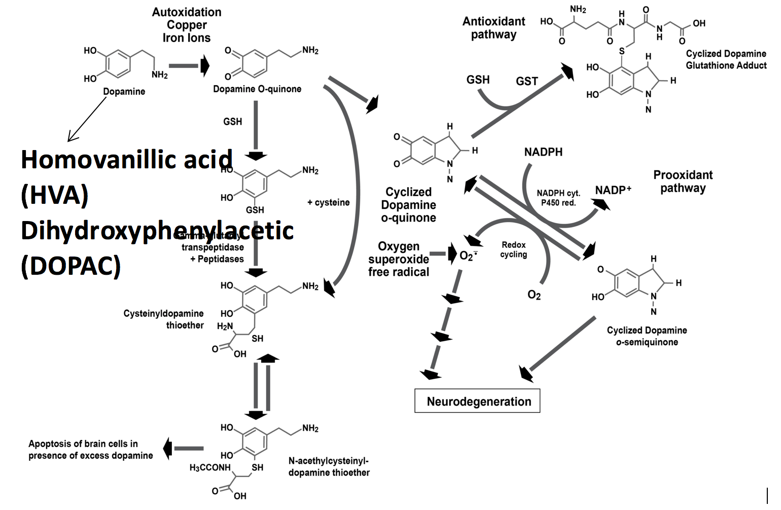 Dopamine Synthesis And Degradation