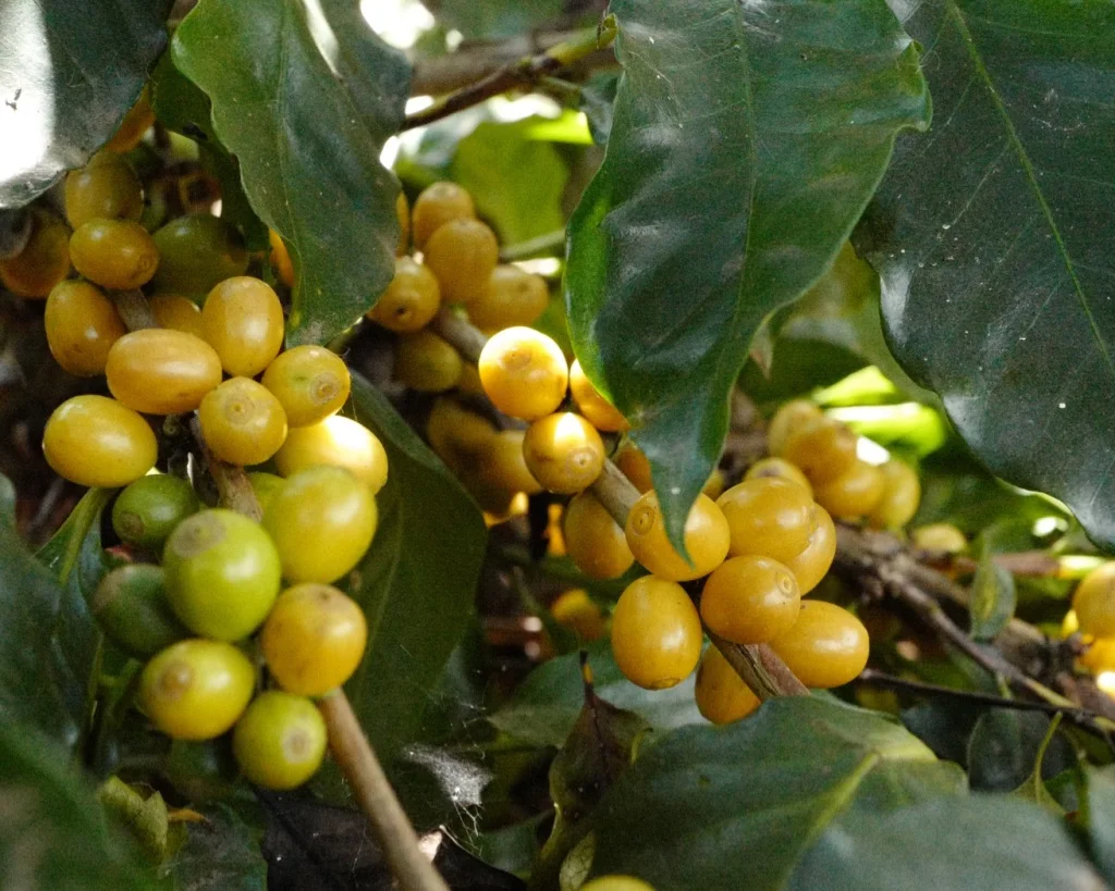 Does Variety matter to the flavor of coffee?-Torch Coffee Labs