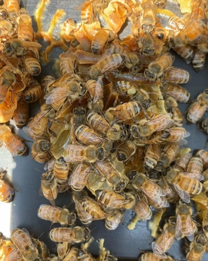 The Buzz — Green Bee