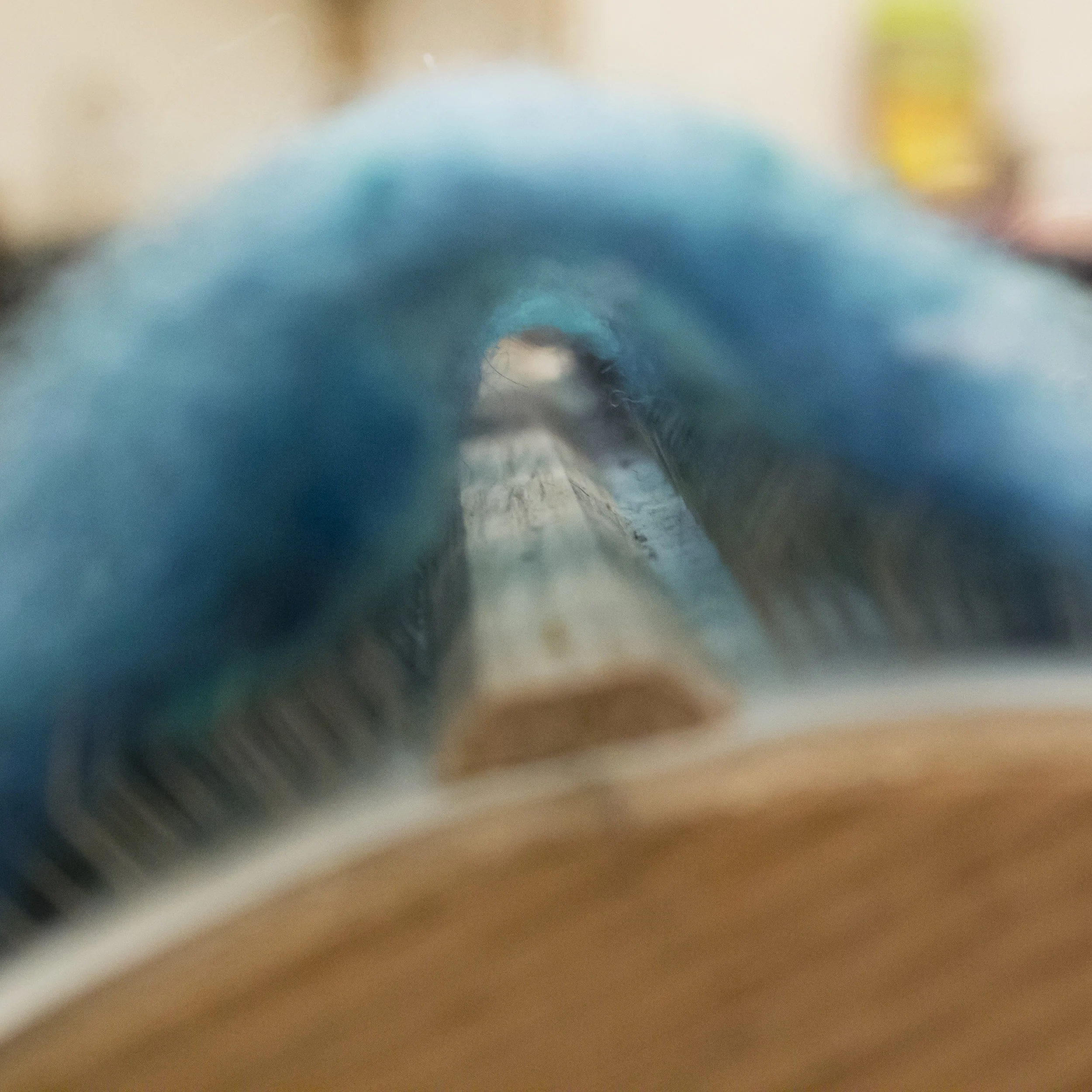 Guide to Drum Carders — Star Magnolias