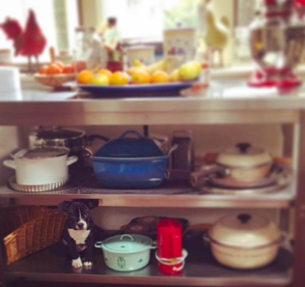 Success Stories — Social Tees Animal Rescue