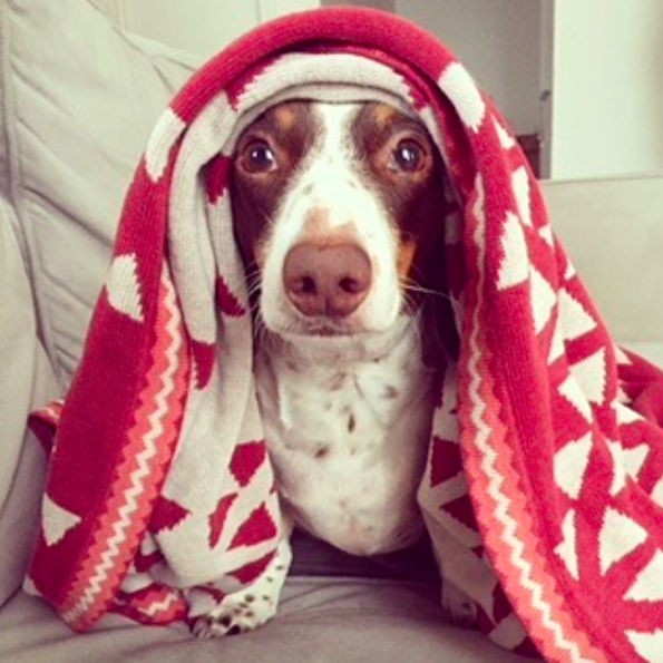 Success Stories — Social Tees Animal Rescue