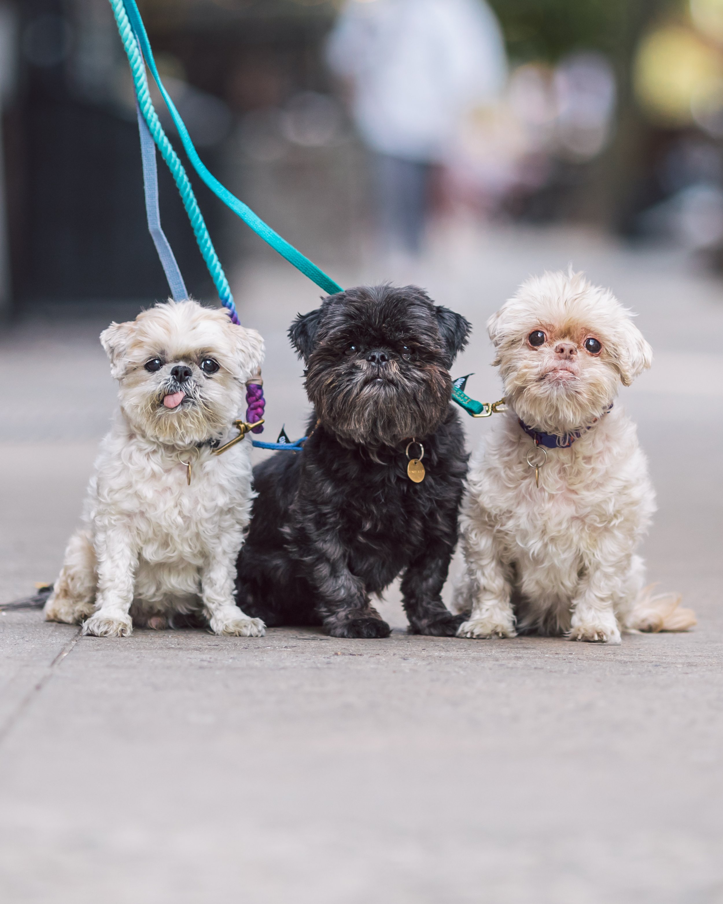 Events — Social Tees Animal Rescue