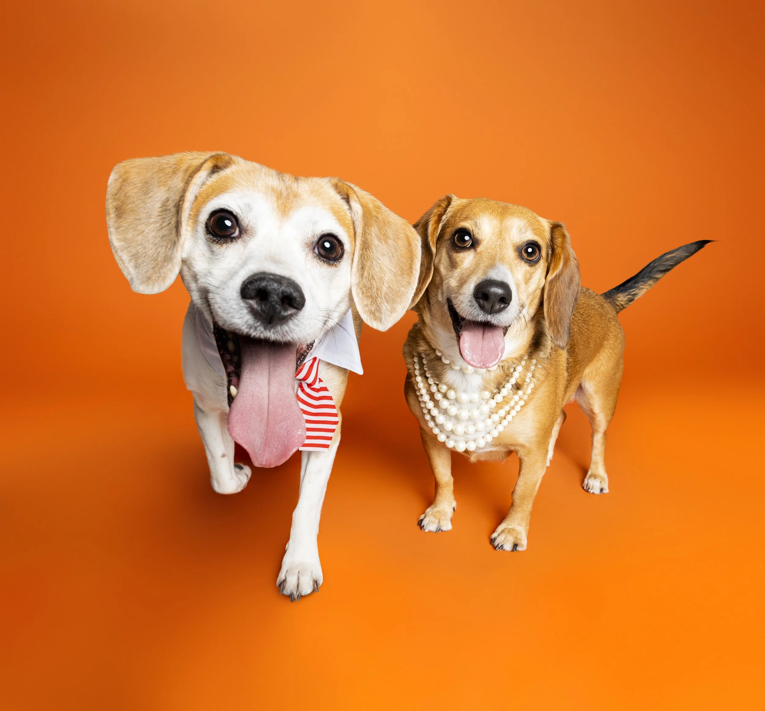 Events — Social Tees Animal Rescue