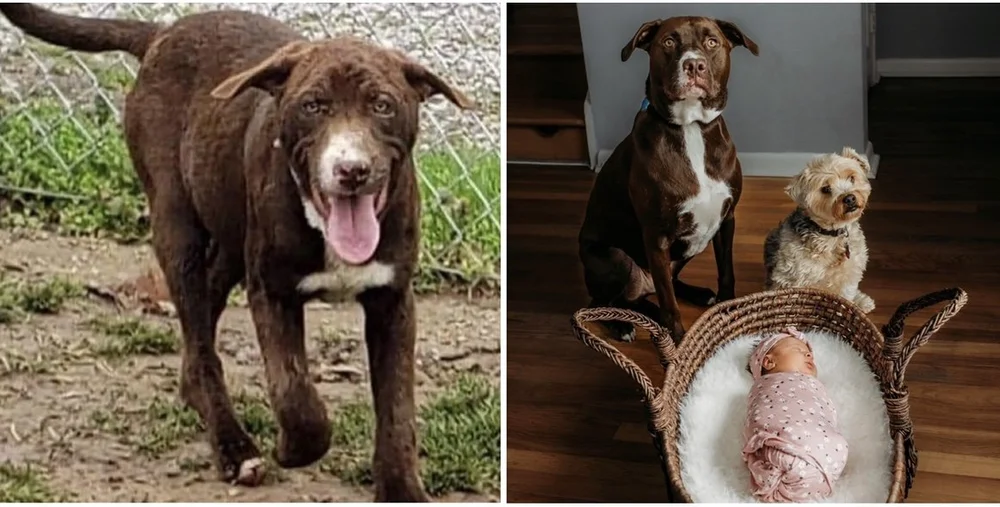 Why We Rescue — Social Tees Animal Rescue