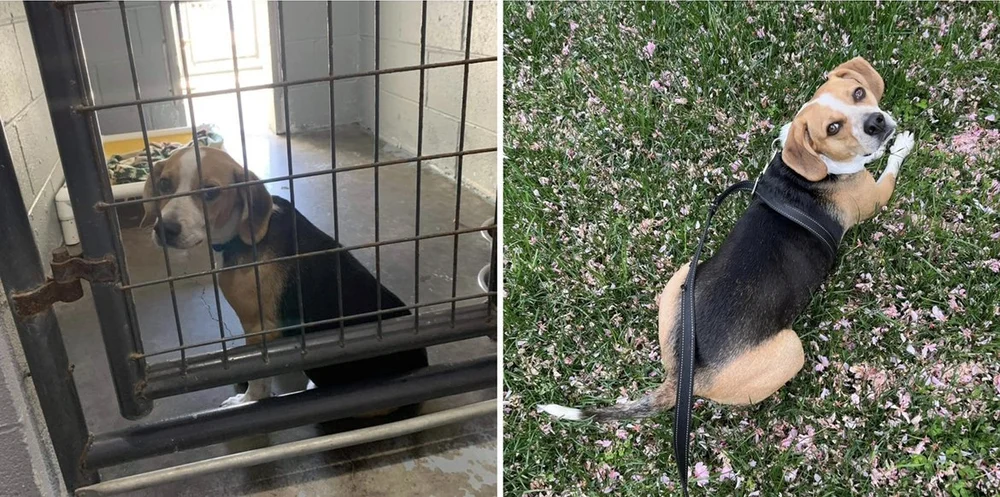 Why We Rescue — Social Tees Animal Rescue