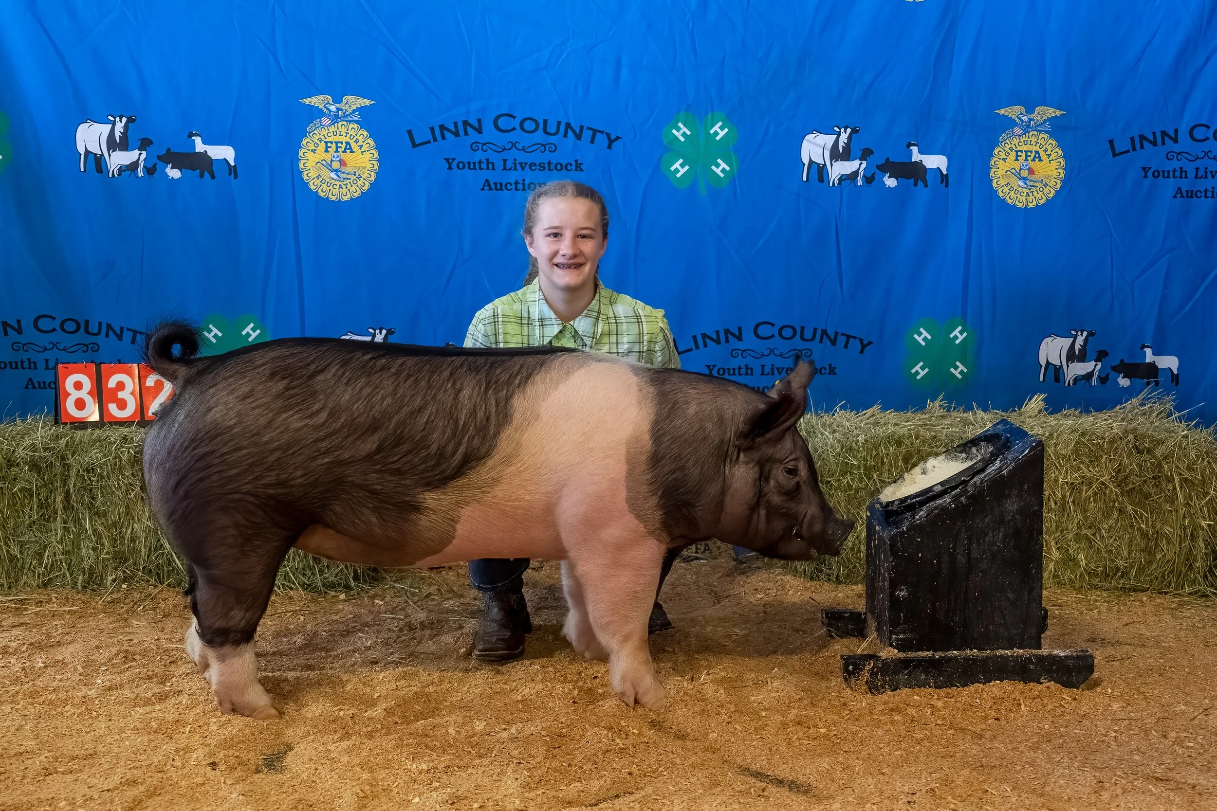 Swine — Linn County Youth Livestock Auction