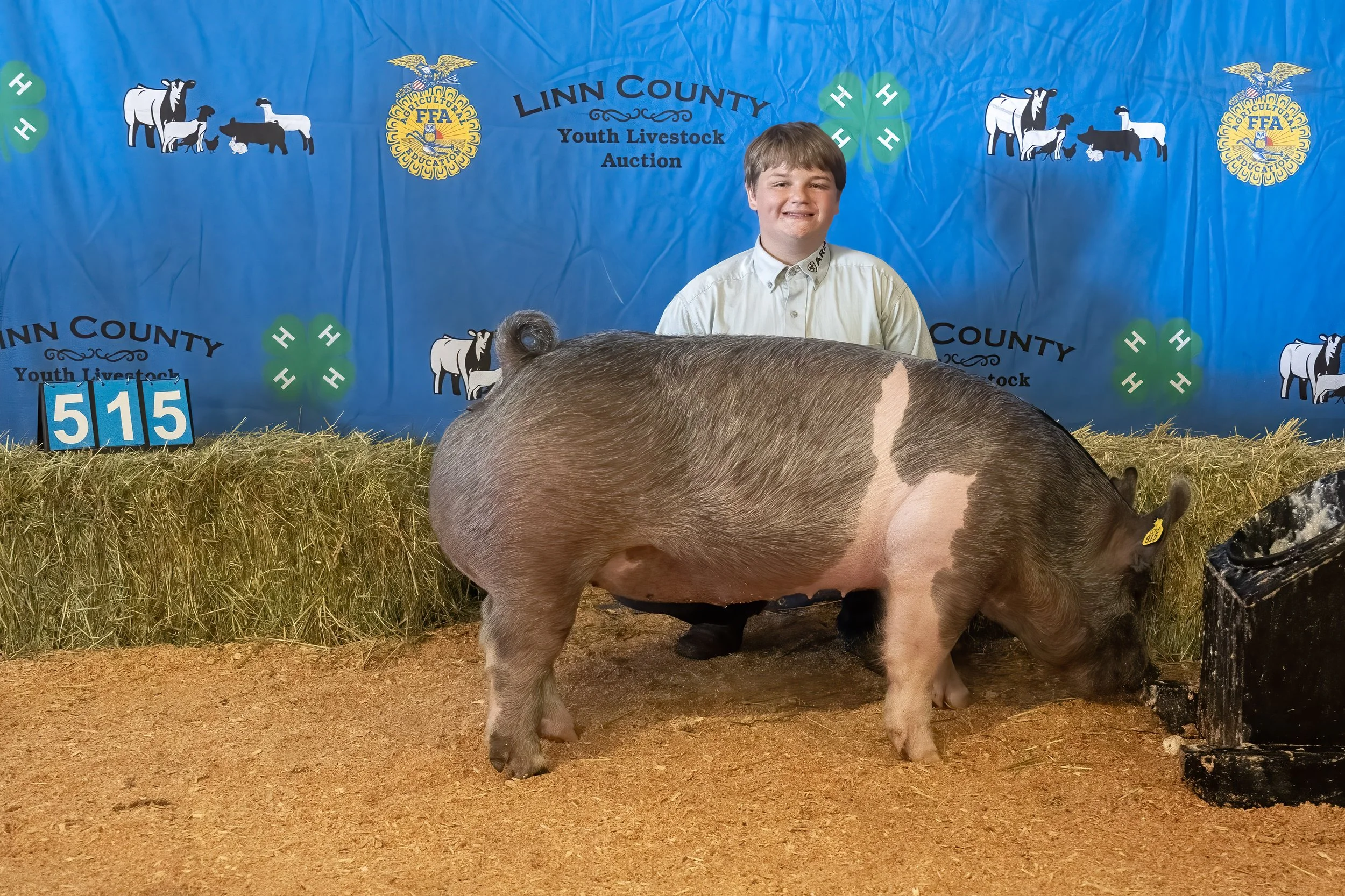Swine — Linn County Youth Livestock Auction