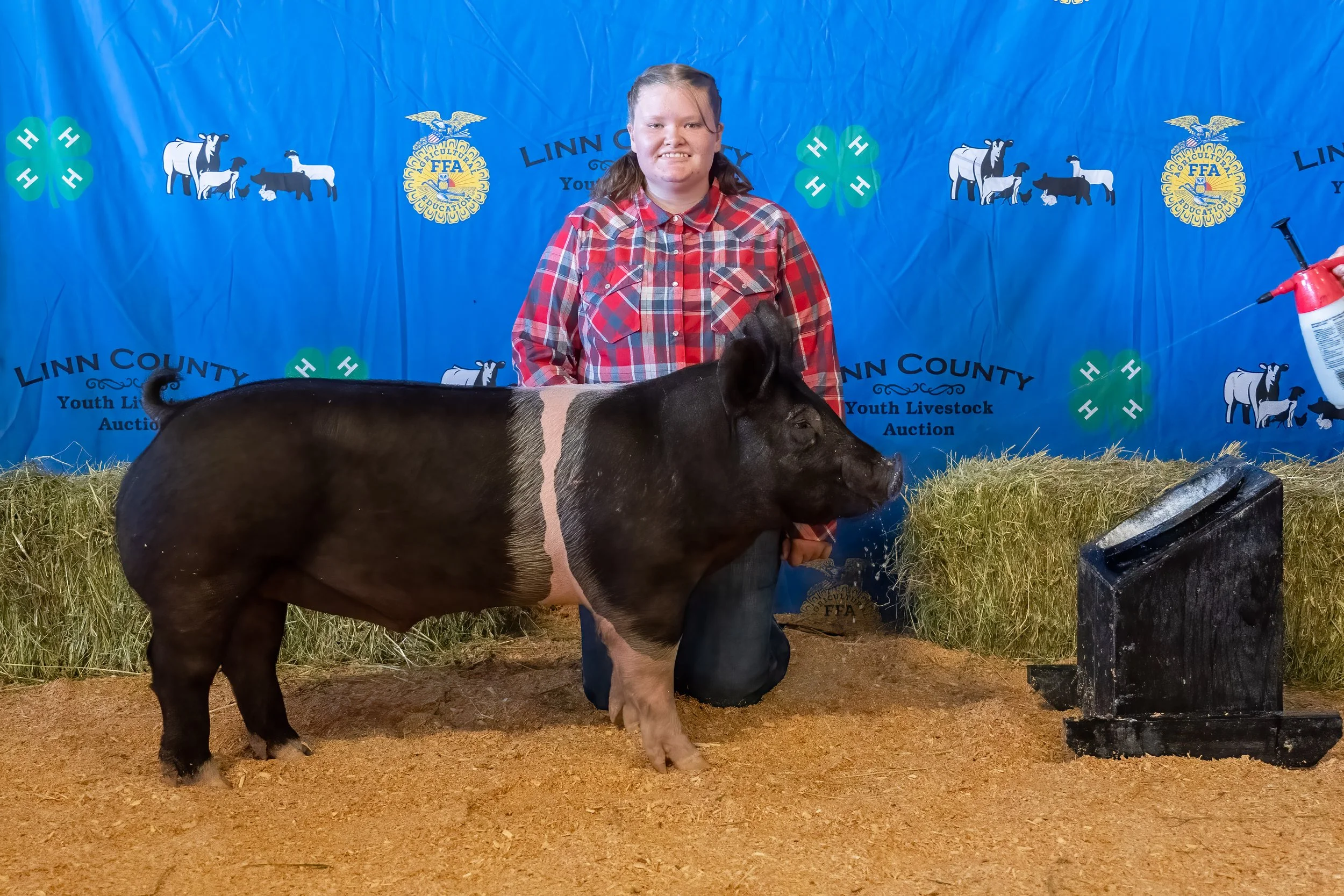 Swine — Linn County Youth Livestock Auction