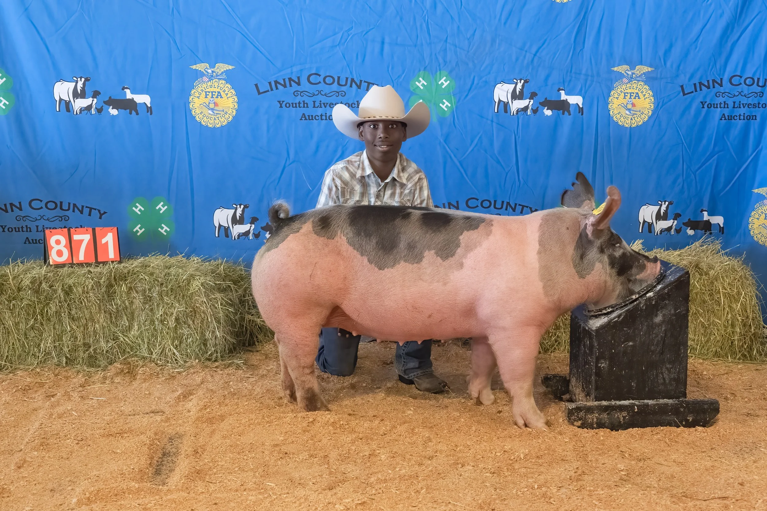 Swine — Linn County Youth Livestock Auction