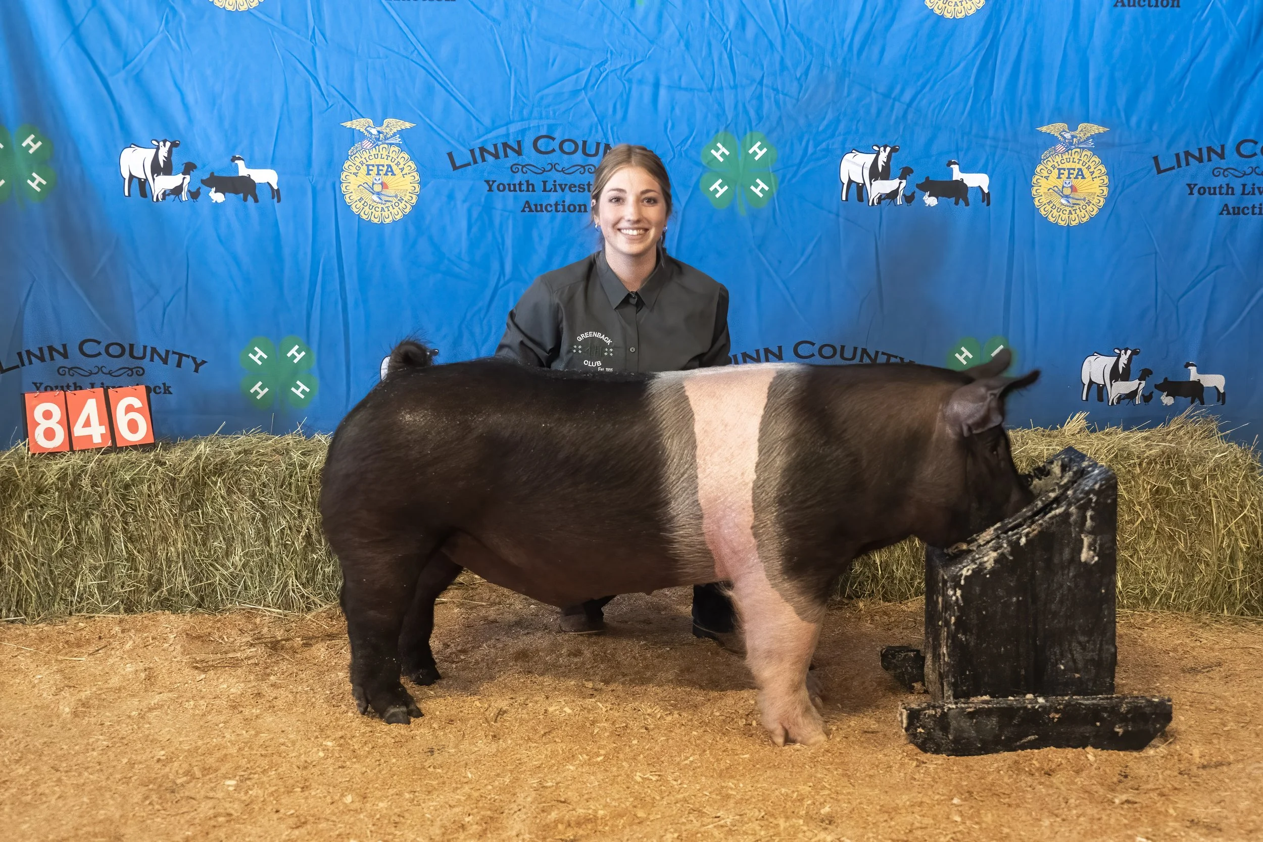 Swine — Linn County Youth Livestock Auction