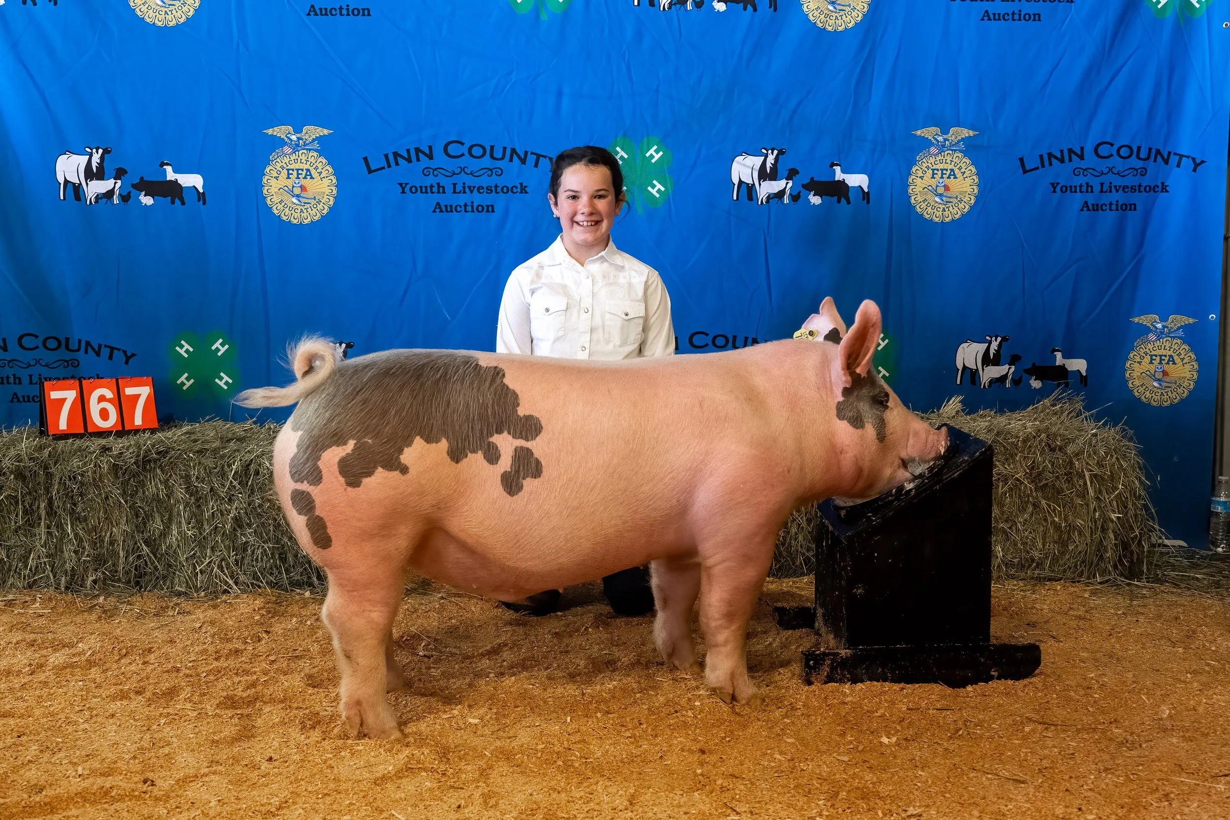 Swine — Linn County Youth Livestock Auction