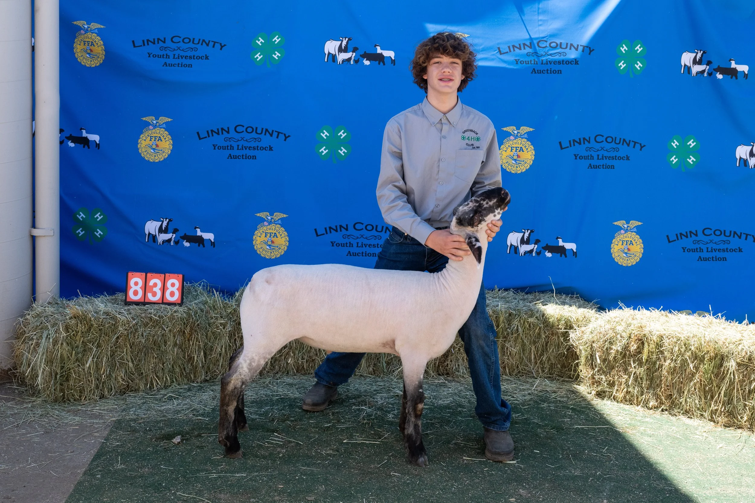 Sheep — Linn County Youth Livestock Auction