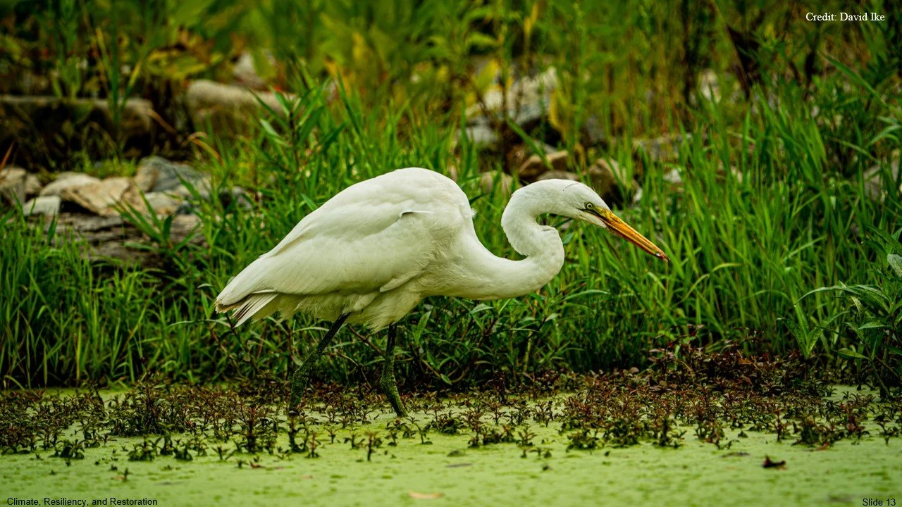 About Our Restoration — Teaneck Creek Conservancy