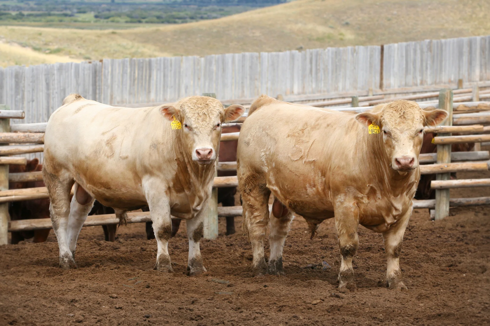 Breeds — 5L Red Angus