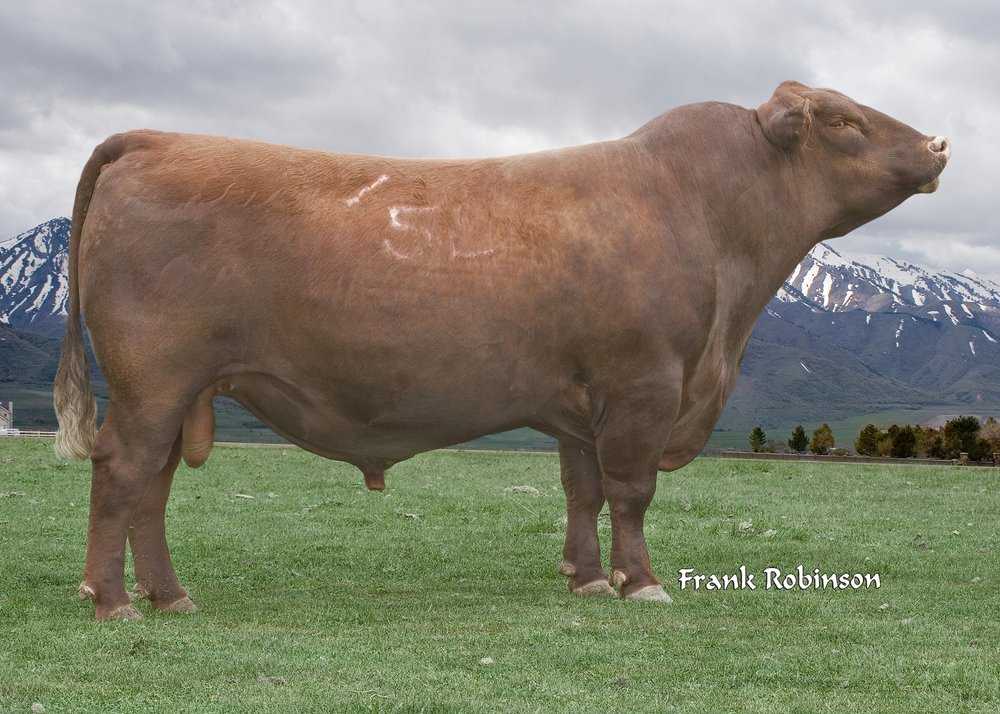 5L DESTINATION 893-6215 — 5L Red Angus