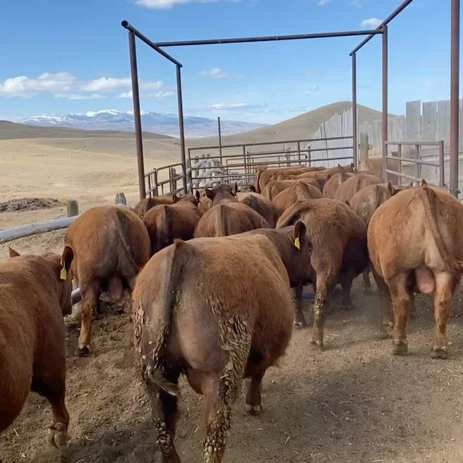 The Program — 5L Red Angus