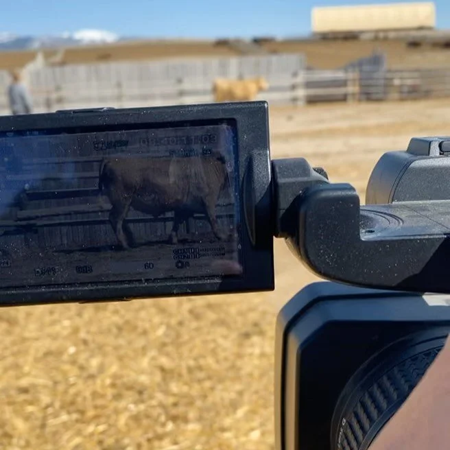 The Program — 5L Red Angus