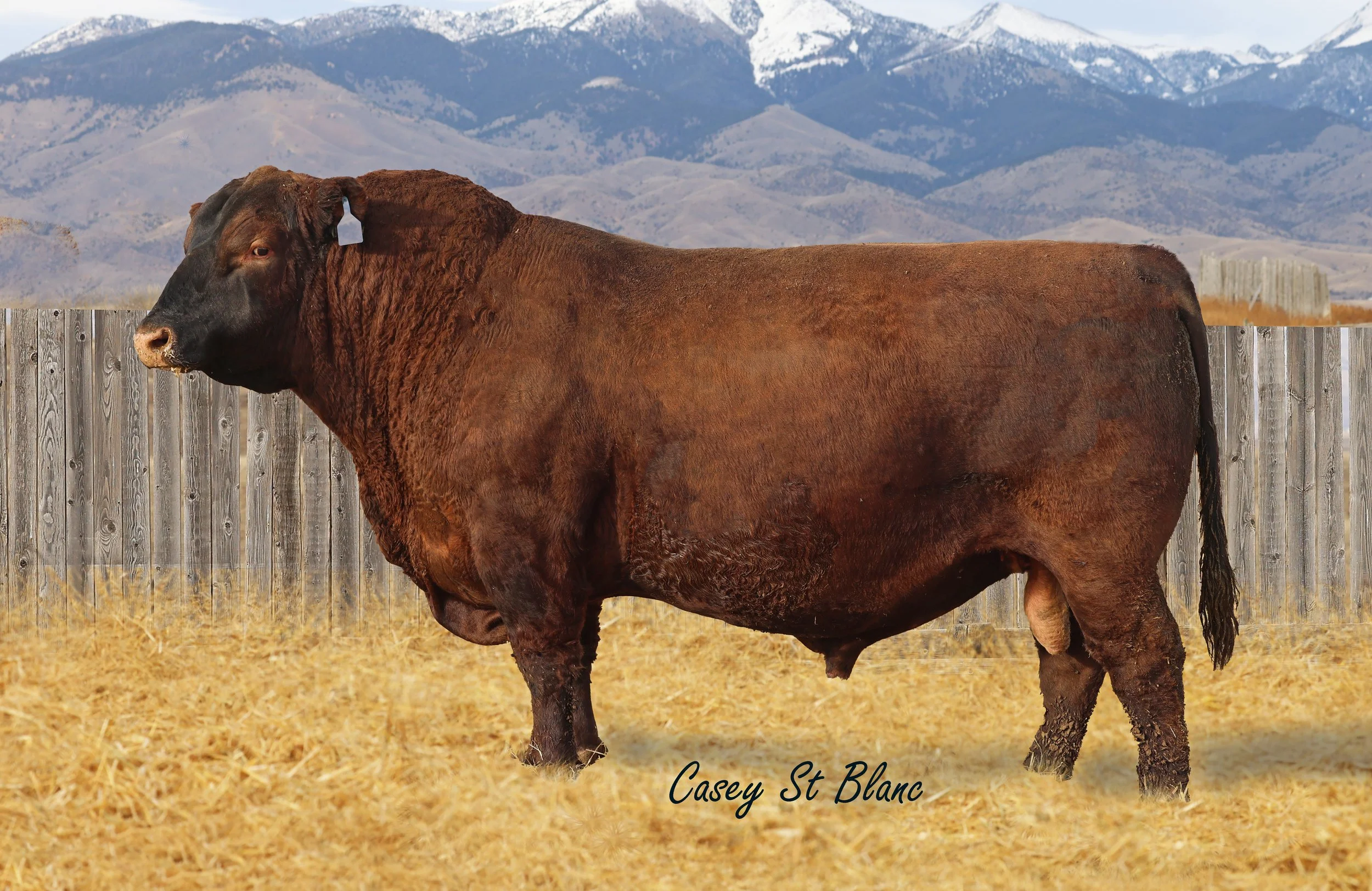 Red Simmental Bull Semen