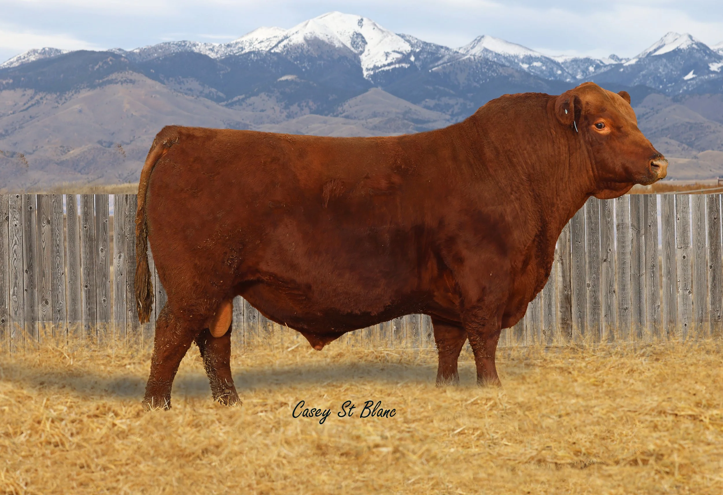 Sires and Semen — 5L Red Angus