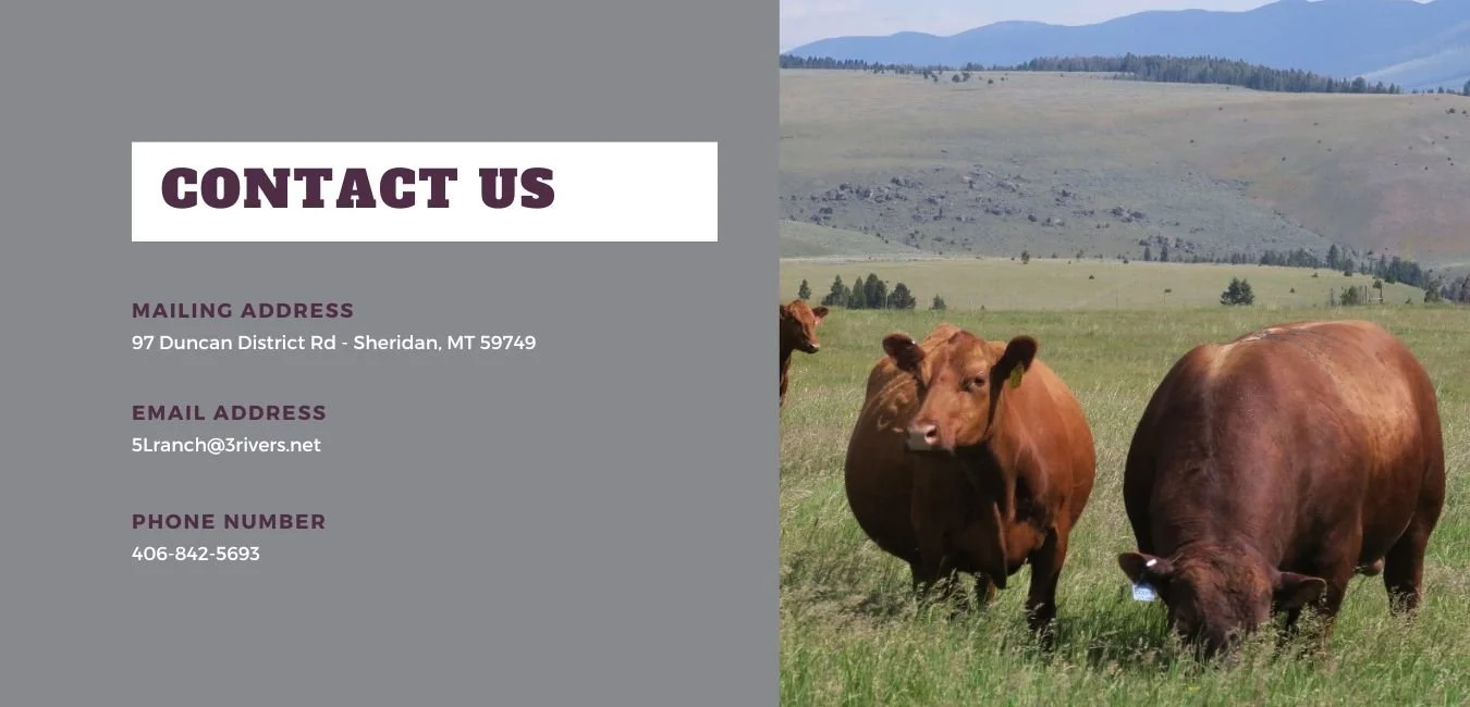 5L Red Angus