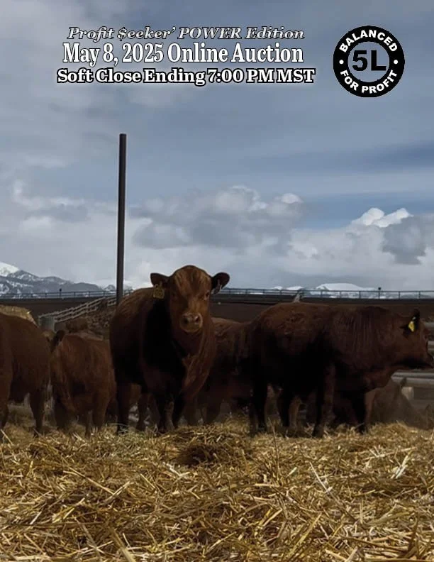 Upcoming 5L Sale — 5L Red Angus