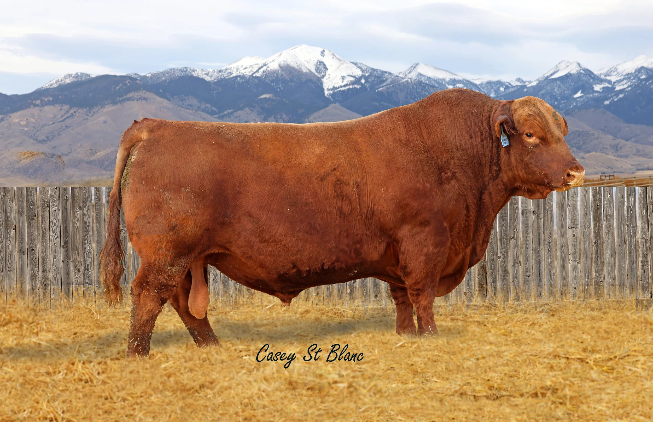 Red Simmental Bull Semen