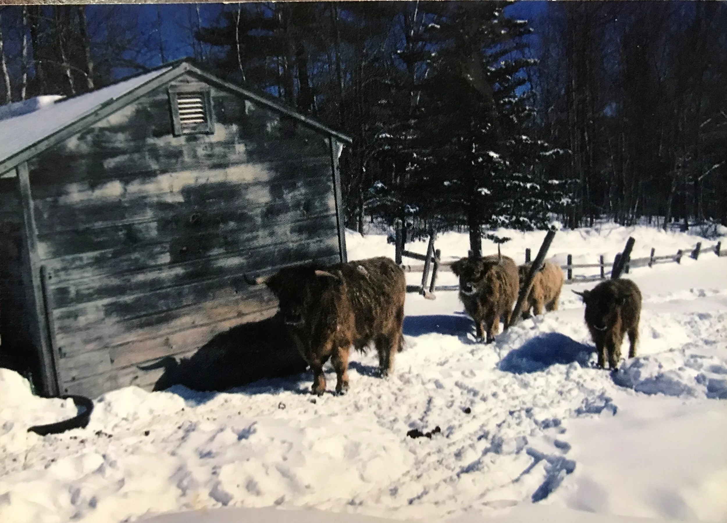 Meet Local Vendor: A Wee Bit Farm — Uncle Dean's Natural Market