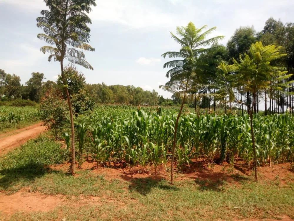 Global One (Dharma) Foundation