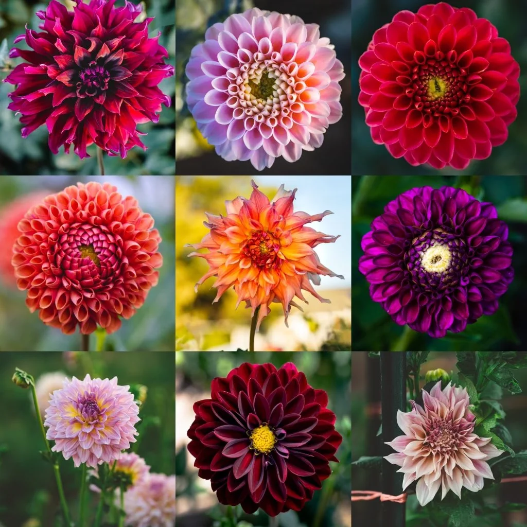 Dahlias — Sierra Flower Farm