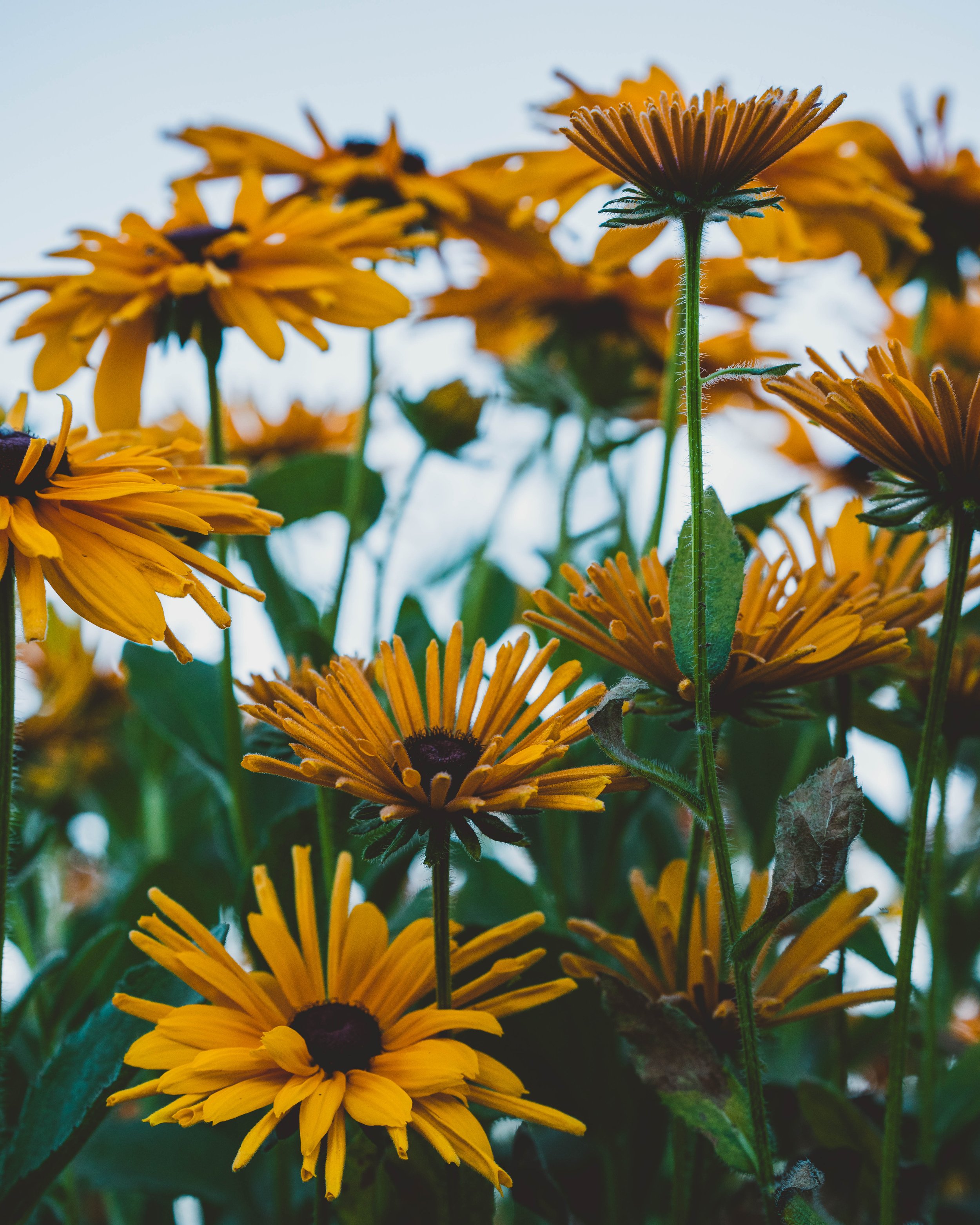 Starting a Flower Farm on a Shoestring Budget — Sierra Flower Farm