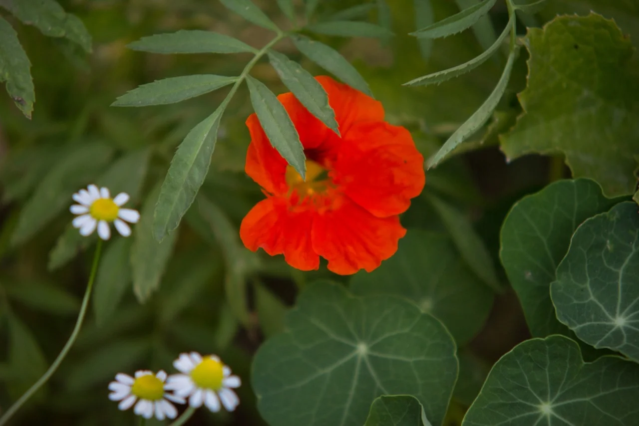 Nitty Gritty: Top 5 Flowers to Grow in Your Vegetable Garden — Sierra ...
