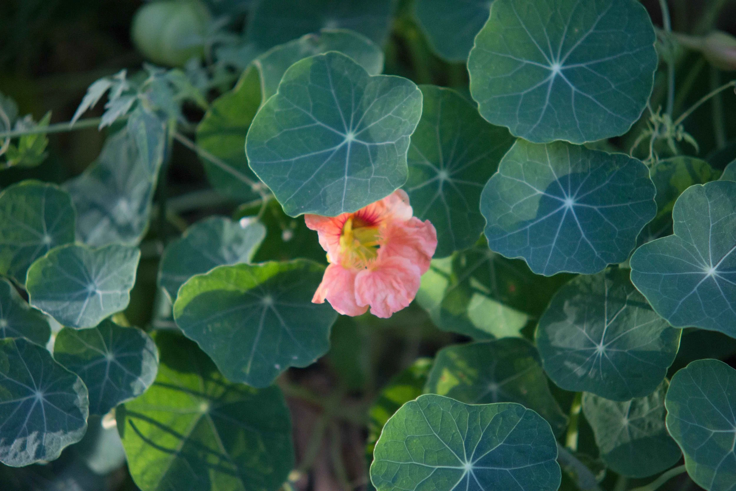 Nitty Gritty: Top 5 Flowers to Grow in Your Vegetable Garden — Sierra ...