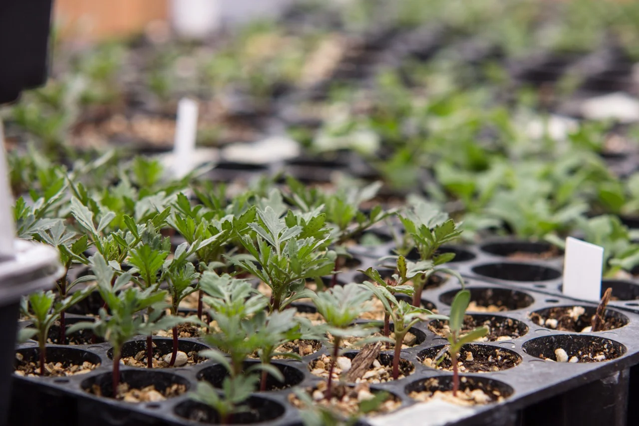 Nitty Gritty: Top 5 Flowers to Grow in Your Vegetable Garden — Sierra ...
