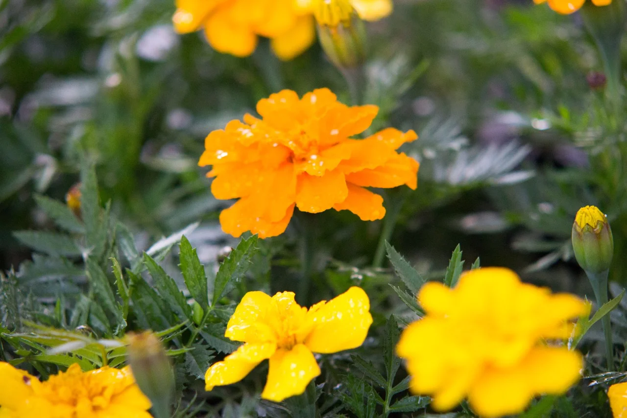 Nitty Gritty: Top 5 Flowers to Grow in Your Vegetable Garden — Sierra ...