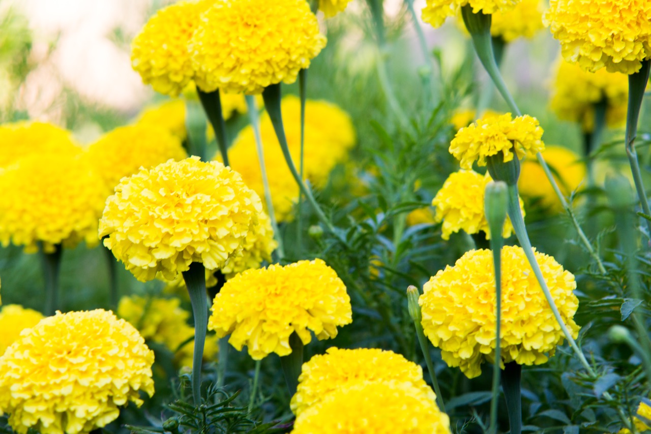 Nitty Gritty: Top 5 Flowers to Grow in Your Vegetable Garden — Sierra ...