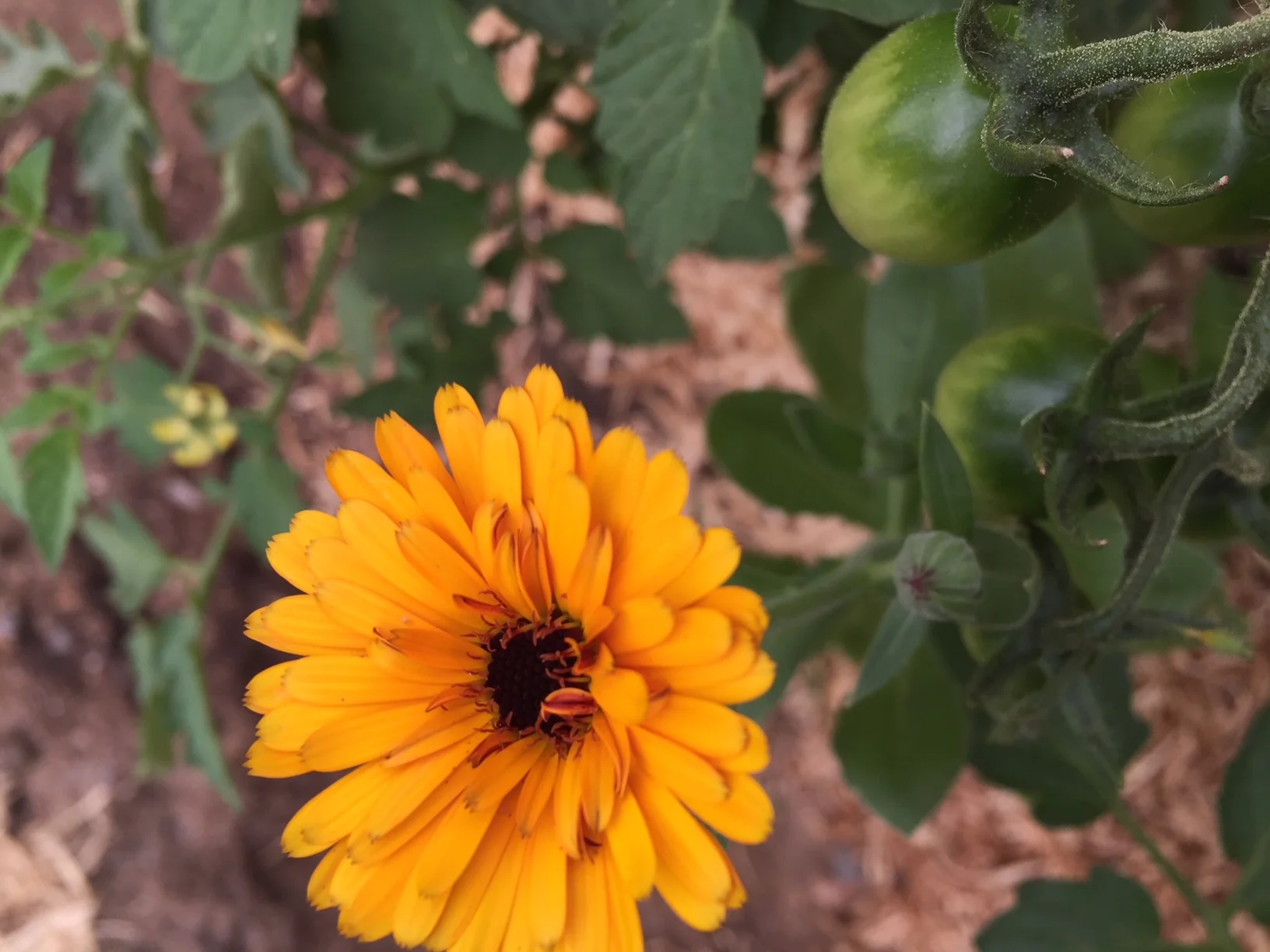 Nitty Gritty: Top 5 Flowers to Grow in Your Vegetable Garden — Sierra ...
