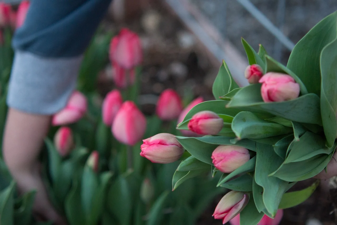 Nitty Gritty: Top 5 Flowers to Grow in Your Vegetable Garden — Sierra ...