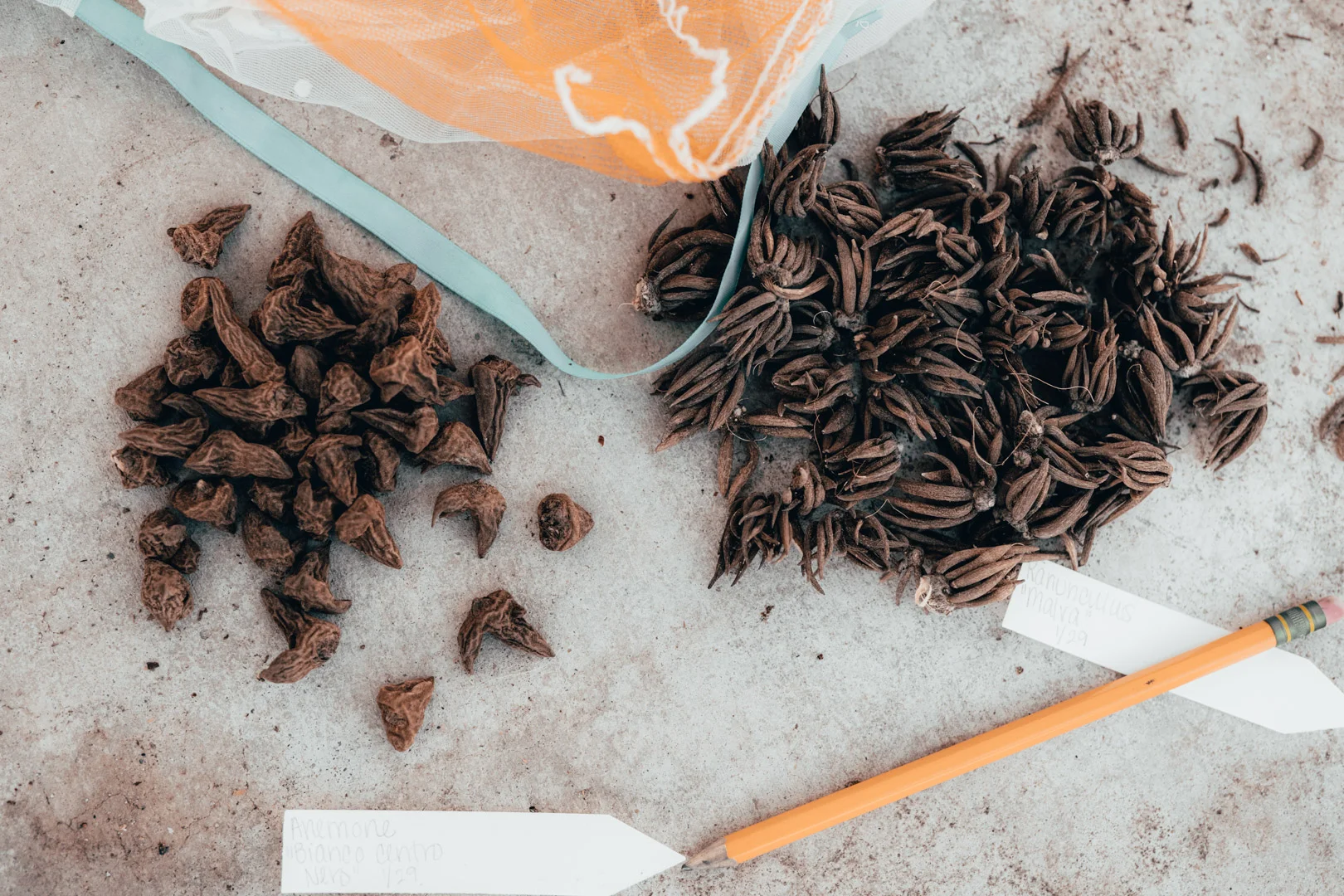 Nitty Gritty on Presoaking Anemone and Ranunculus Corms — Sierra Flower ...