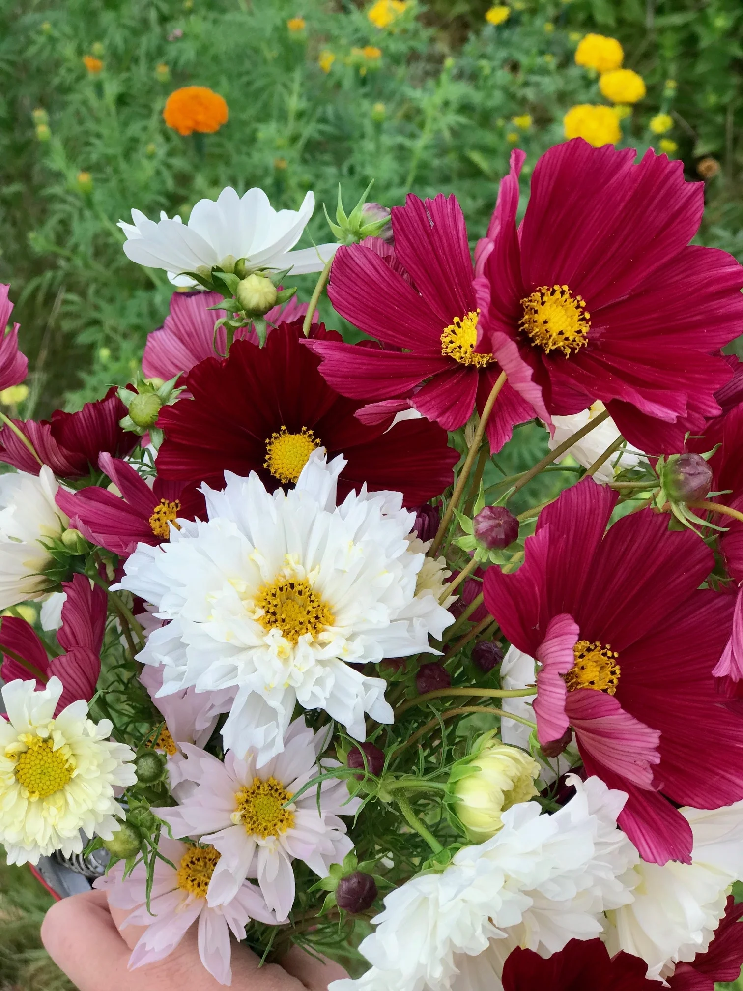 Advice for First Year Flower Farmers and Dreamers — Sierra Flower Farm