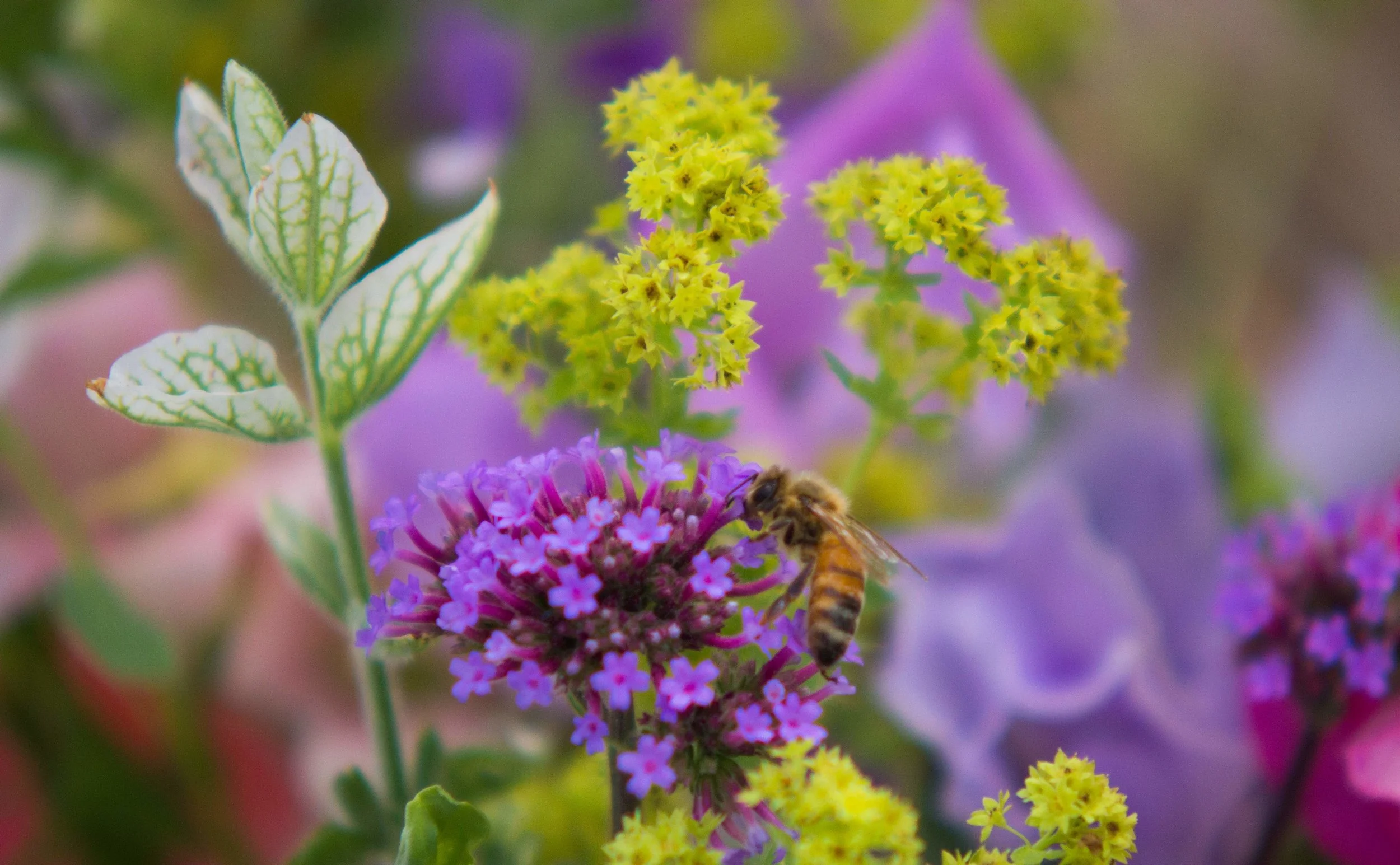 Spring Flowers And Bees