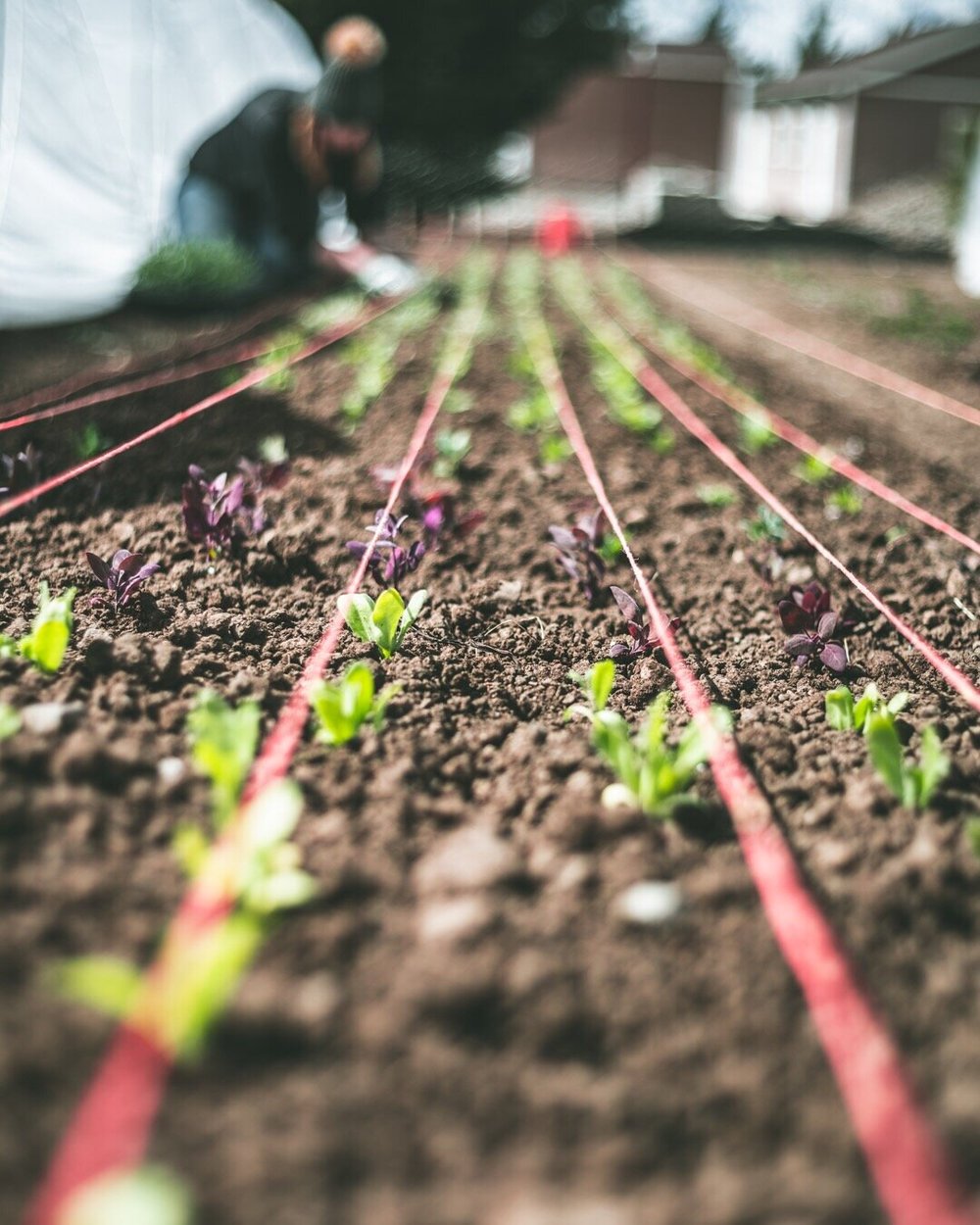 Seed Starting for the Flower Farmer — Sierra Flower Farm