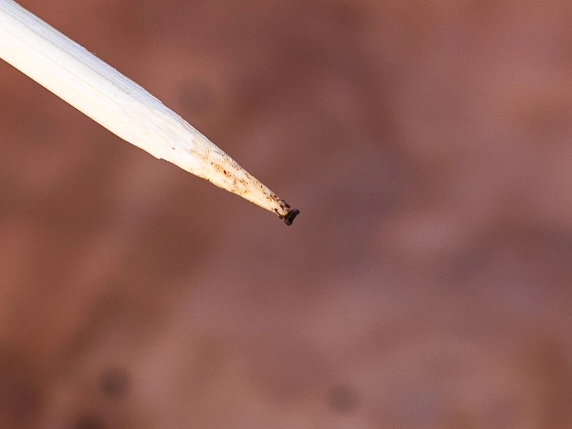 Seed Starting for the Flower Farmer — Sierra Flower Farm