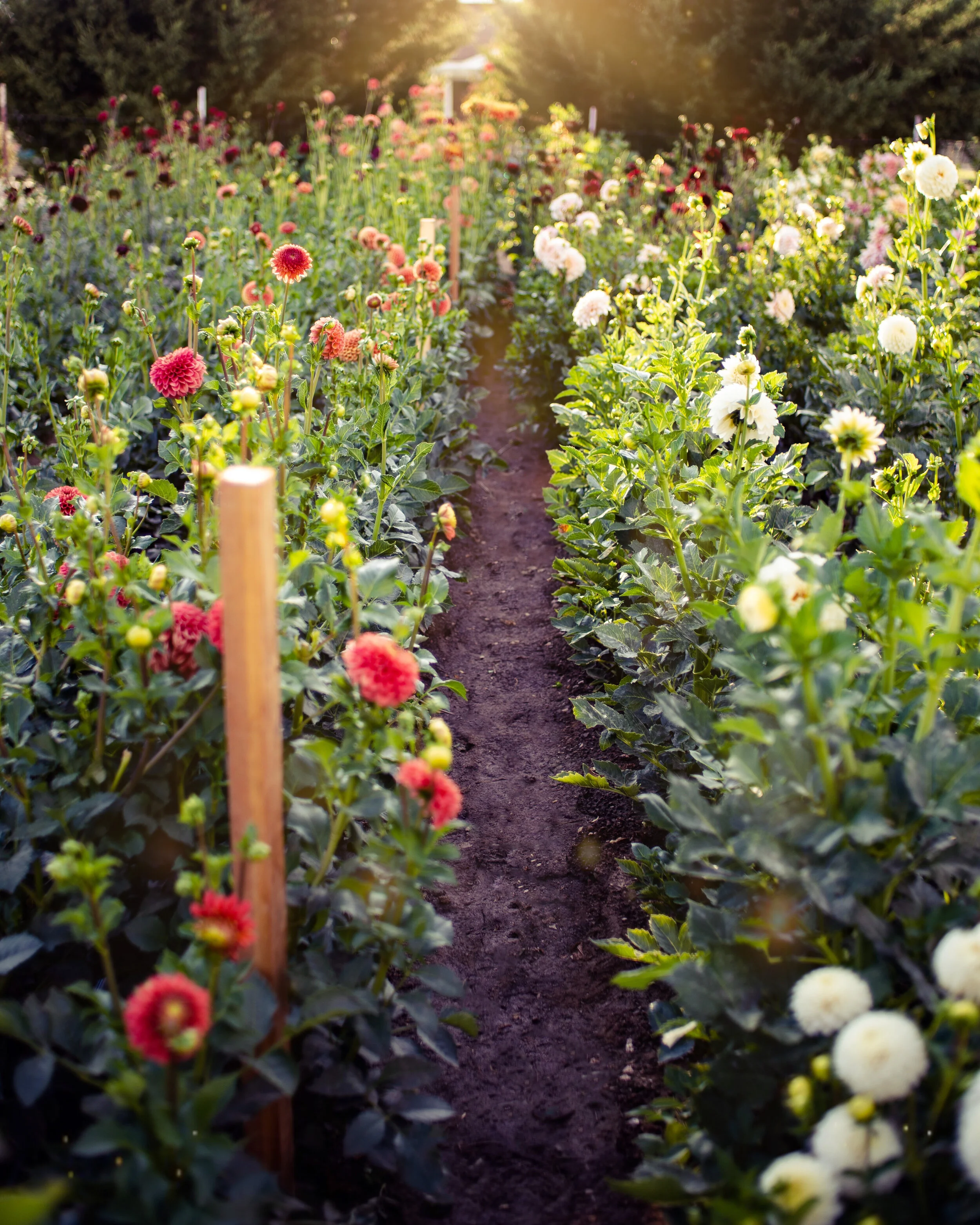 5 Things I wish I knew about growing our first year flowers — Sierra ...