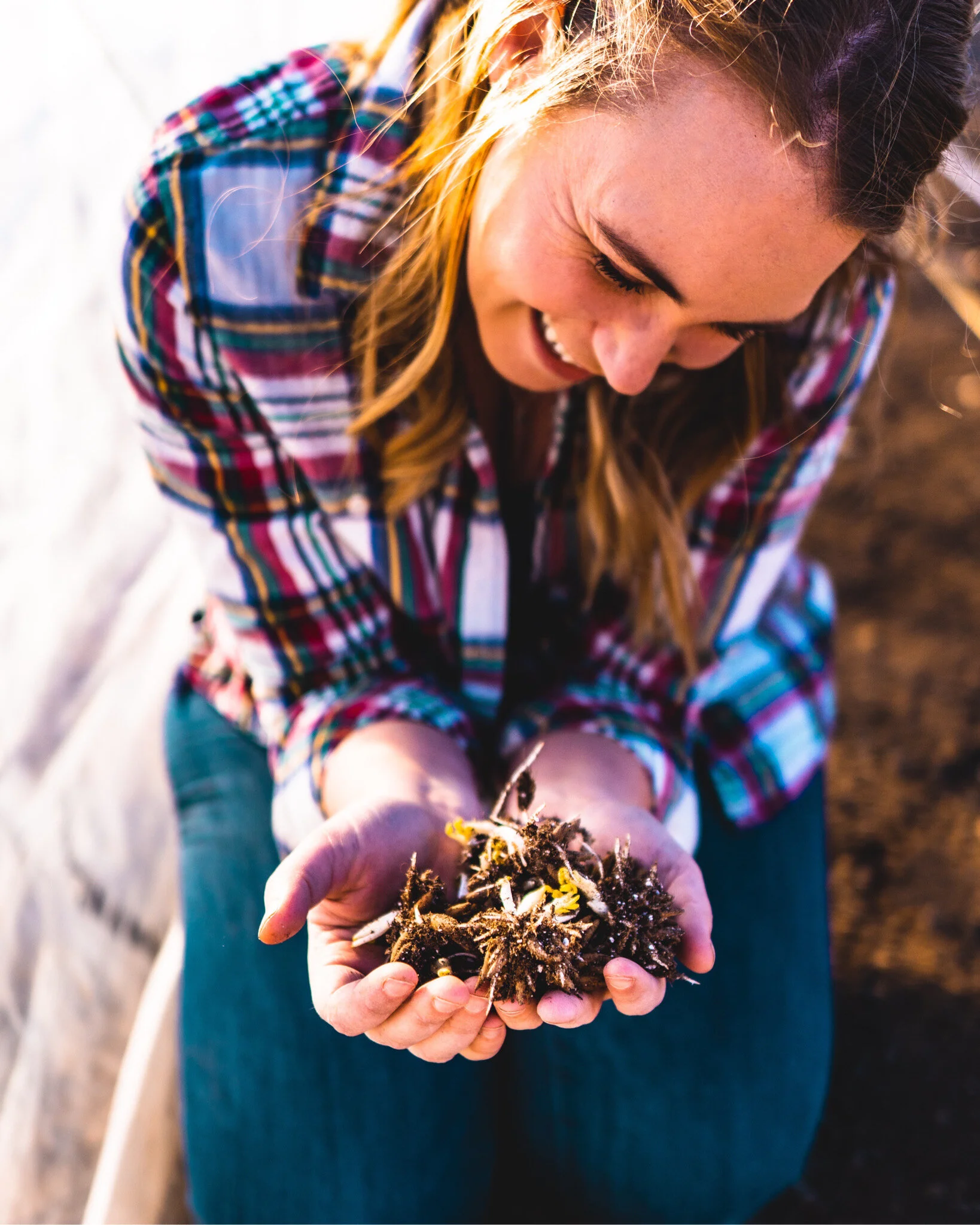 Pre-sprouting ranunculus & anemone corms — Sierra Flower Farm