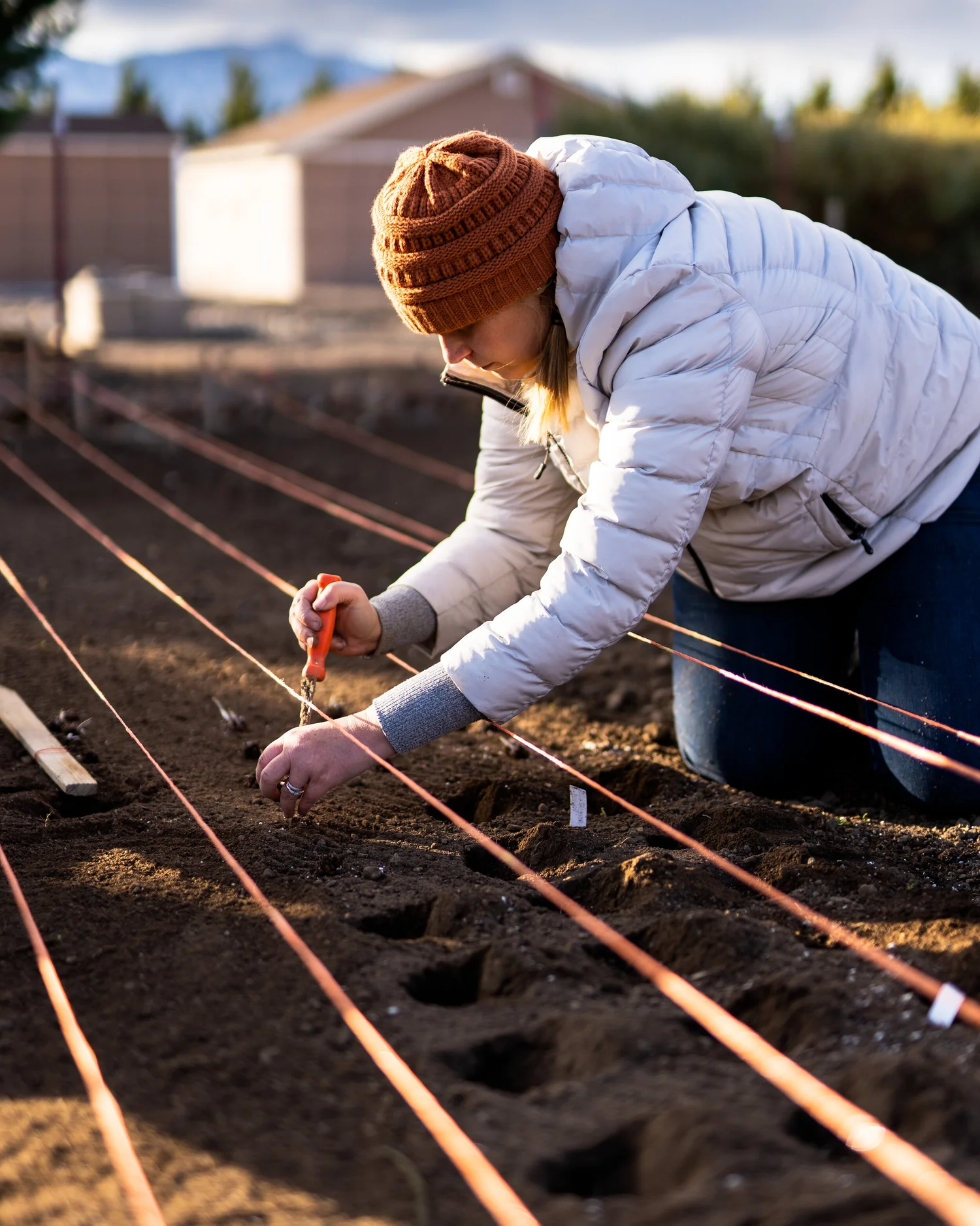 Pre-sprouting ranunculus & anemone corms — Sierra Flower Farm