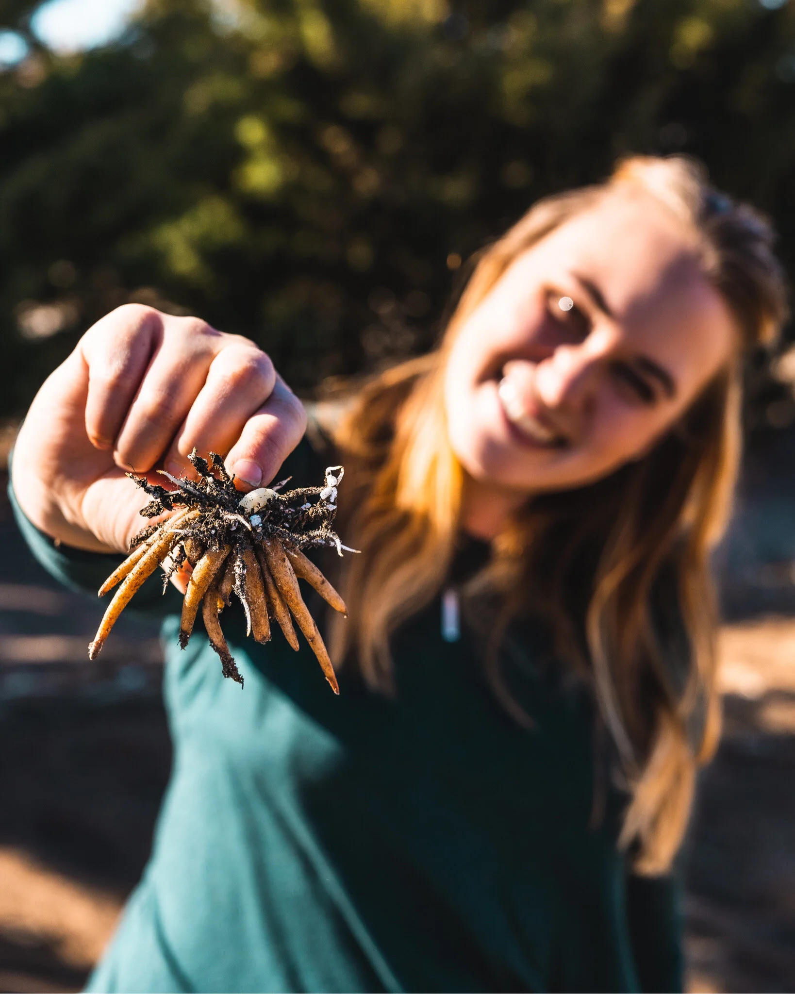 Pre-sprouting ranunculus & anemone corms — Sierra Flower Farm